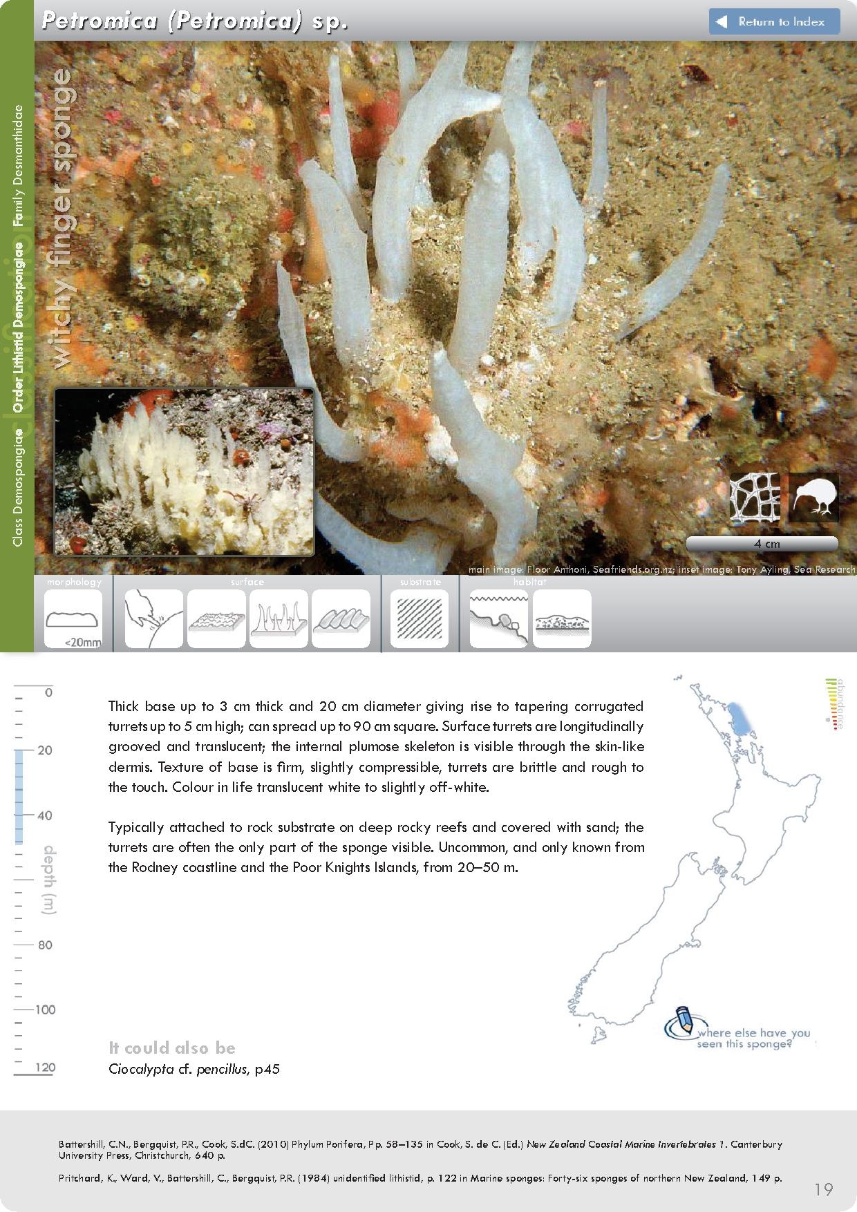 Splendid Sponges | Earth Sciences New Zealand | NIWA
